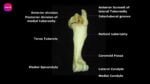 Humerus Bone of Ox, Horse, Pig, Dog, Fowl, Rabbit, Sheep & Goat