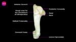 Humerus Bone of Ox, Horse, Pig, Dog, Fowl, Rabbit, Sheep & Goat