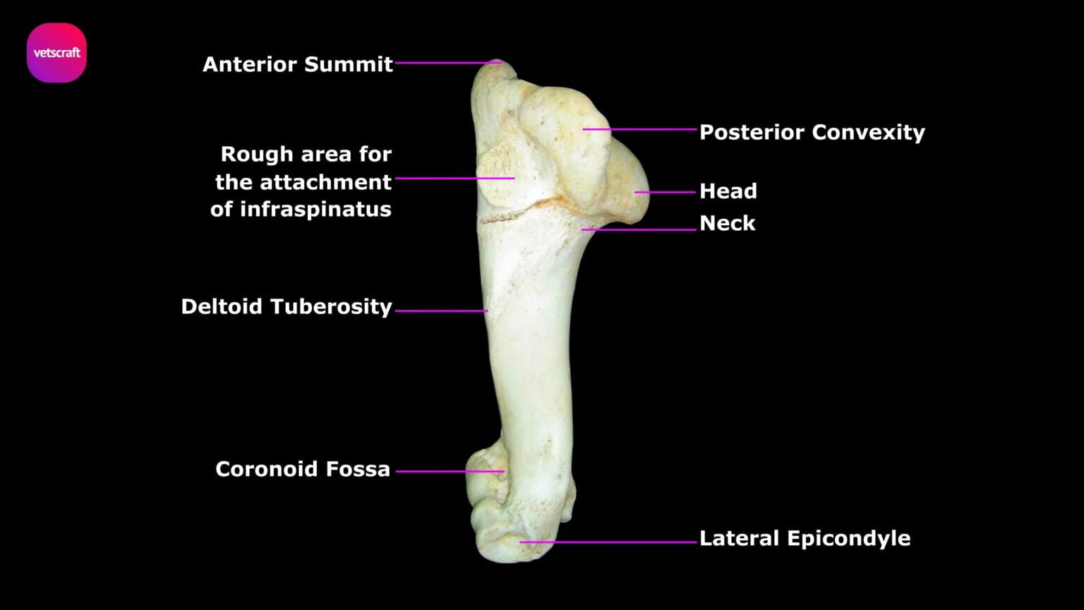 Humerus Bone of Ox, Horse, Pig, Dog, Fowl, Rabbit, Sheep & Goat