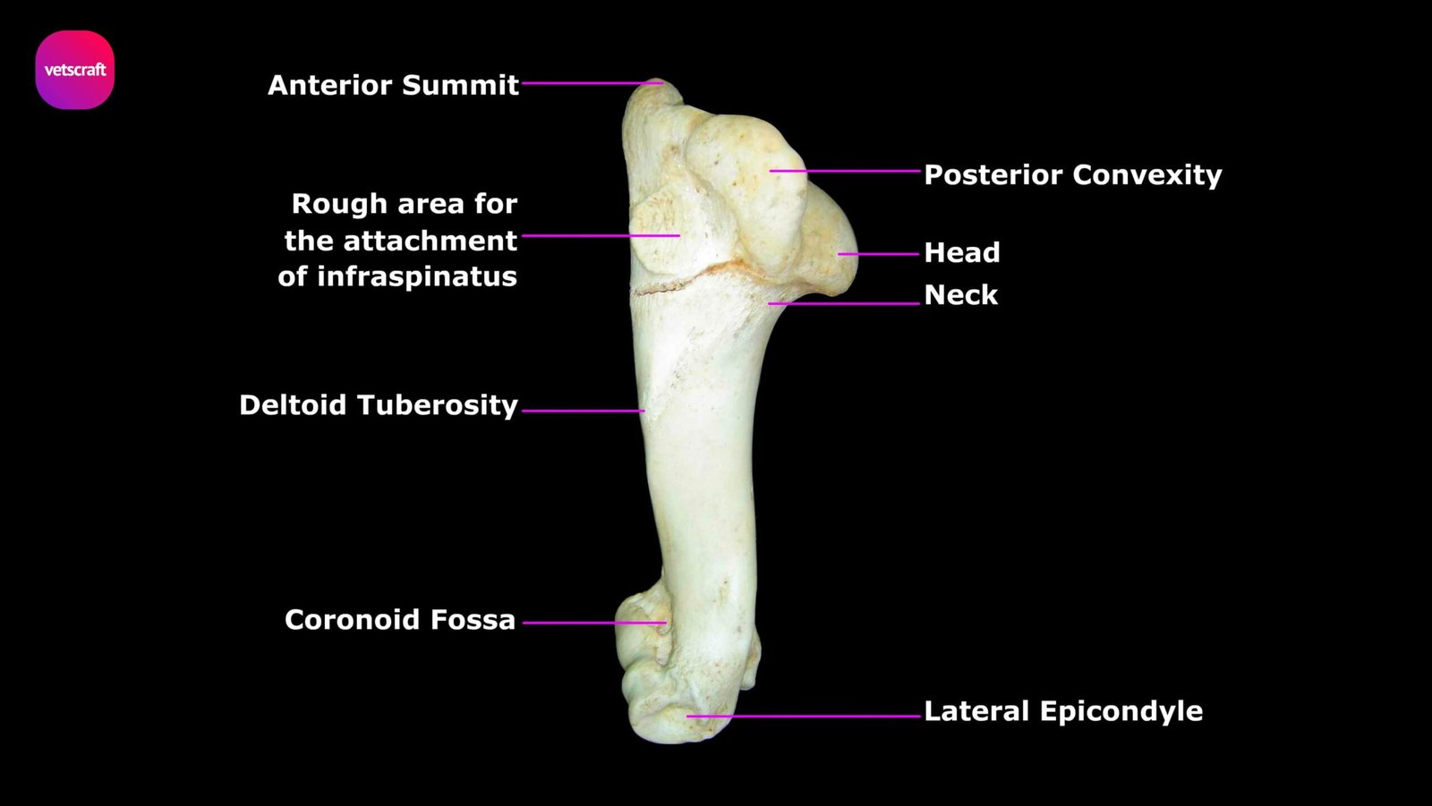 Humerus Posterior View Humerus Posterior View