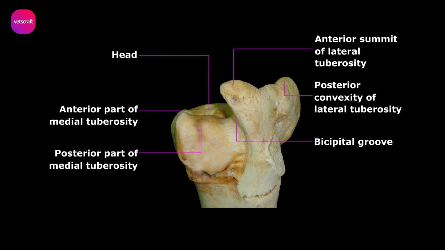 Humerus Bone of Ox, Horse, Pig, Dog, Fowl, Rabbit, Sheep & Goat
