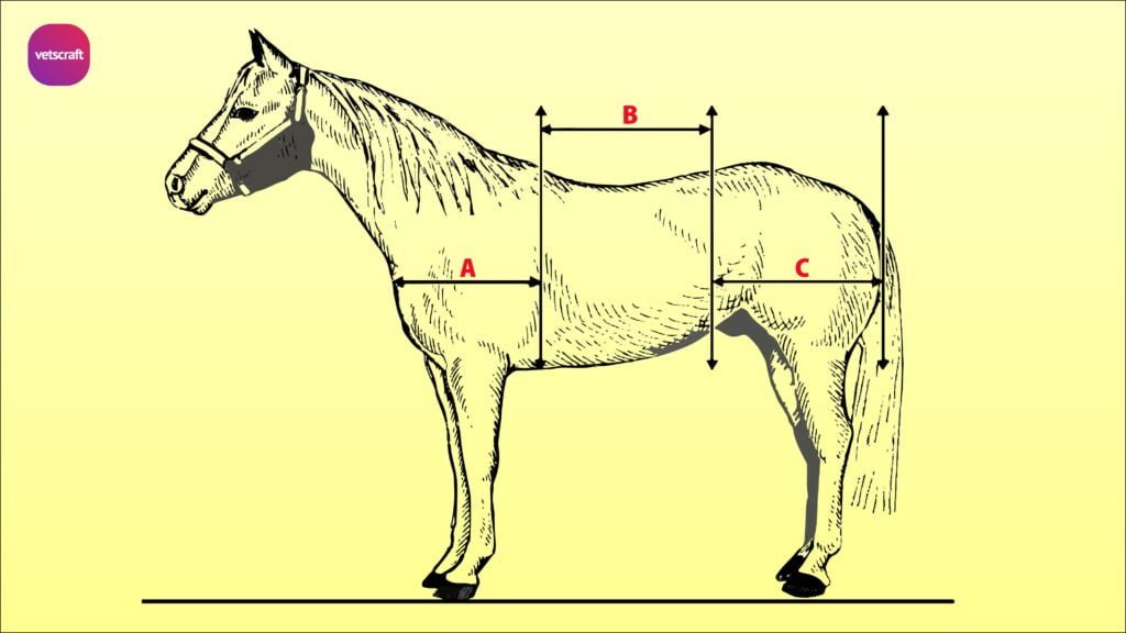 Conformation of the horse | Equine Orthopaedics and Lameness