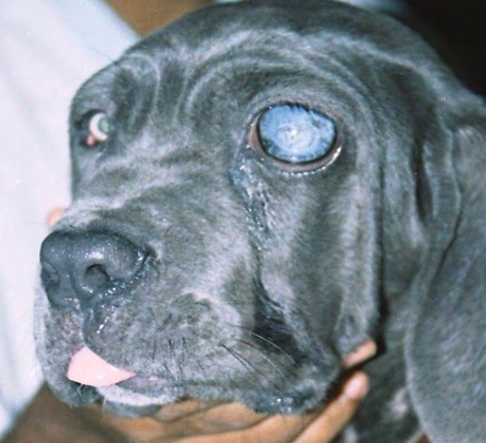 Surgical affections of eyeball | Veterinary Regional Surgery