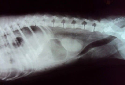 Hernia in animals | Various types of hernia and Explanation