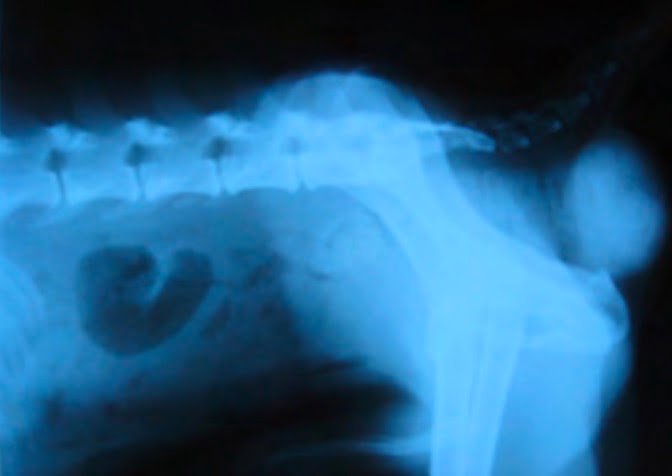 Hernia in animals | Various types of hernia and Explanation