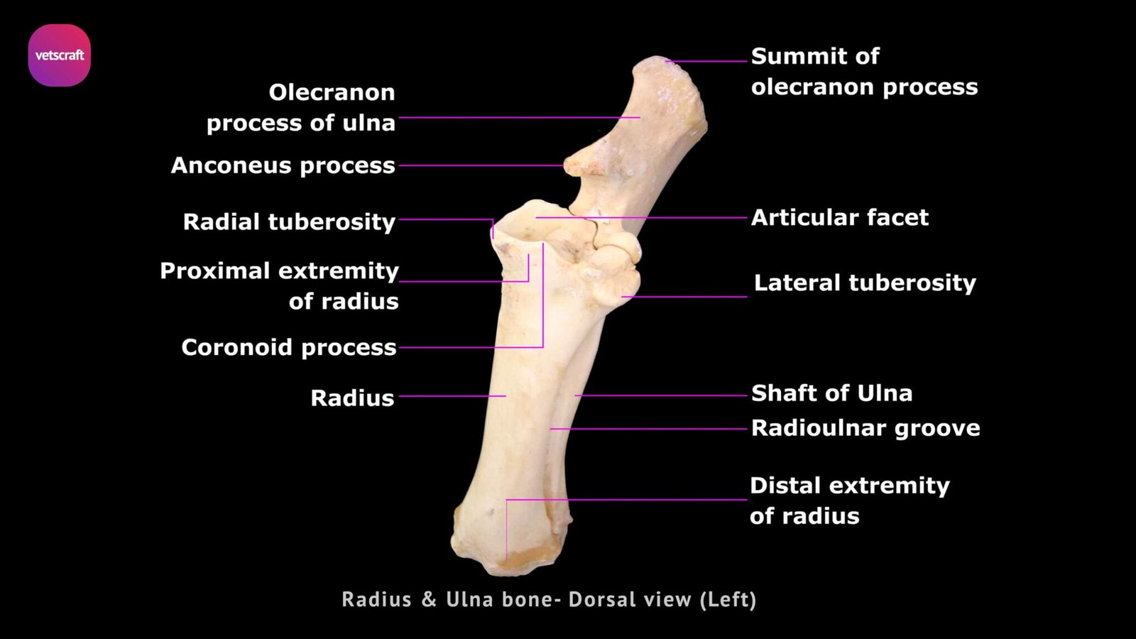 Ulna Bone of Ox, Horse, Pig, Dog, Fowl, Rabbit, Sheep & Goats