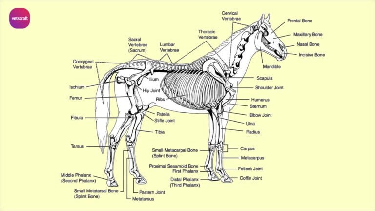 Conformation of the horse | Equine Orthopaedics and Lameness