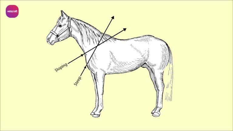 Conformation faults in horses | Equine Orthopaedics and Lameness