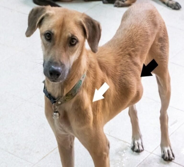 Liver of Dog | Liver of Animals | Veterinary Anatomy | vetscraft