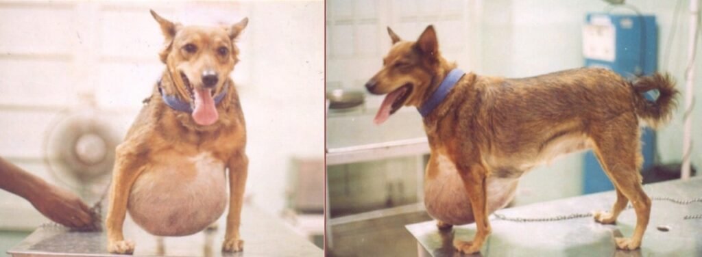 Surgical affections of thorax - Pneumothorax, Tumor, Rib Fracture