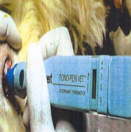 Surgical affections of eyeball | Veterinary Regional Surgery