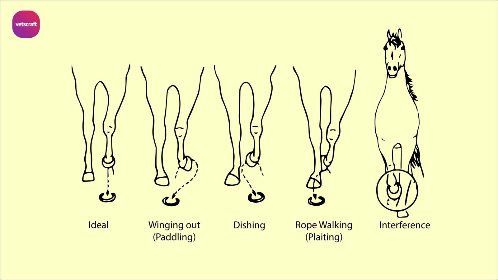 Travel defects in horses | Equine Orthopaedics and Lameness