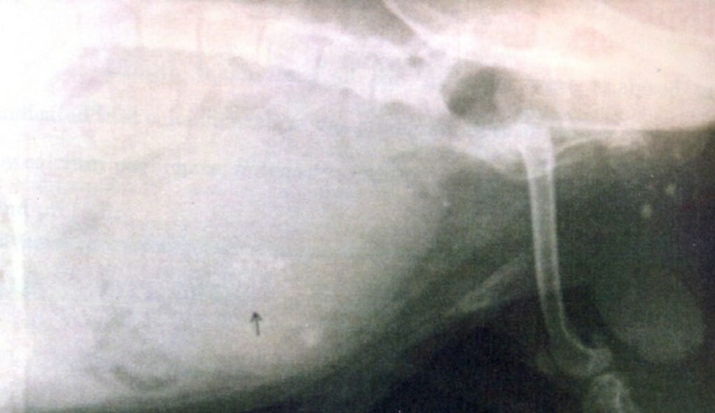 Affections of Kidney and urinary system | Vet. Regional Surgery