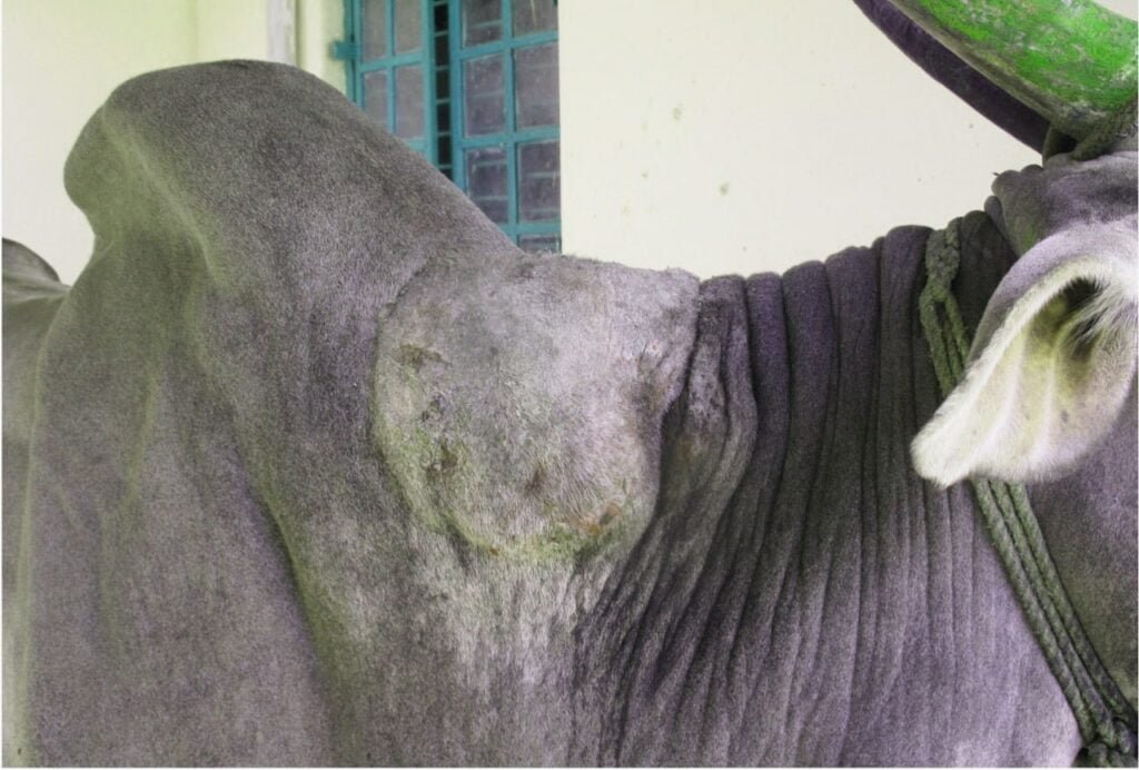 Surgical affections of Neck - Poll Evil, Yoke Gall, Ulcers & Bursitis