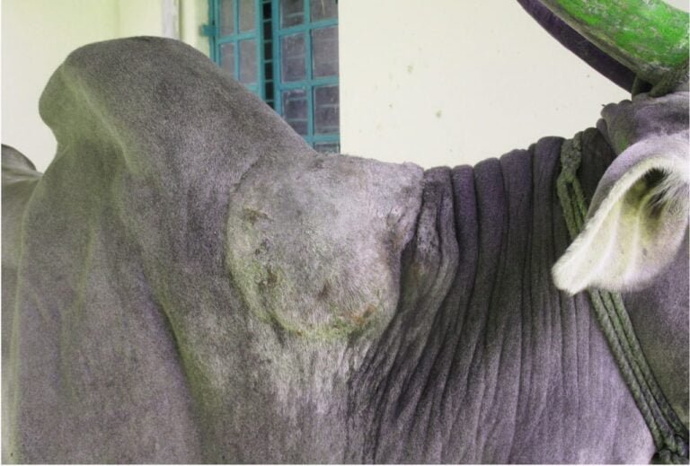 Surgical affections of Neck - Poll Evil, Yoke Gall, Ulcers & Bursitis