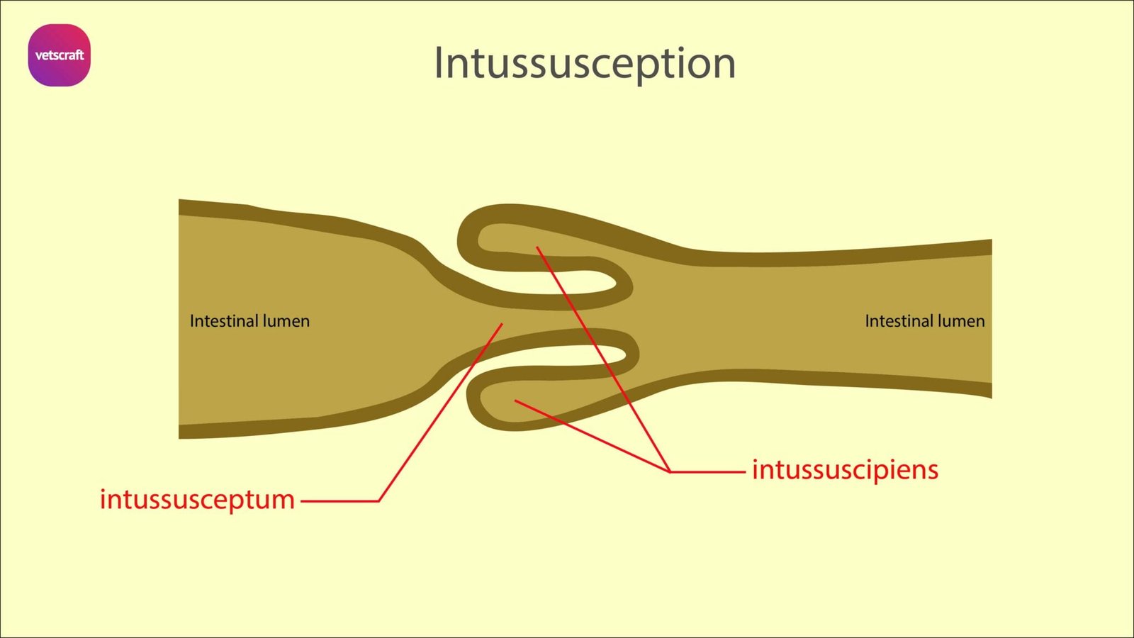 Surgical affections of small intestine | Veterinary Regional Surgery