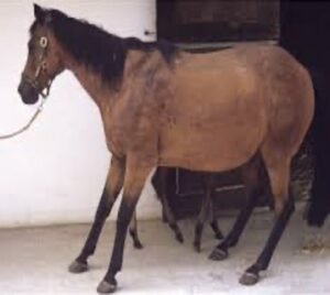 Myology / Muscles of Animals | Veterinary Anatomy | vetscraft