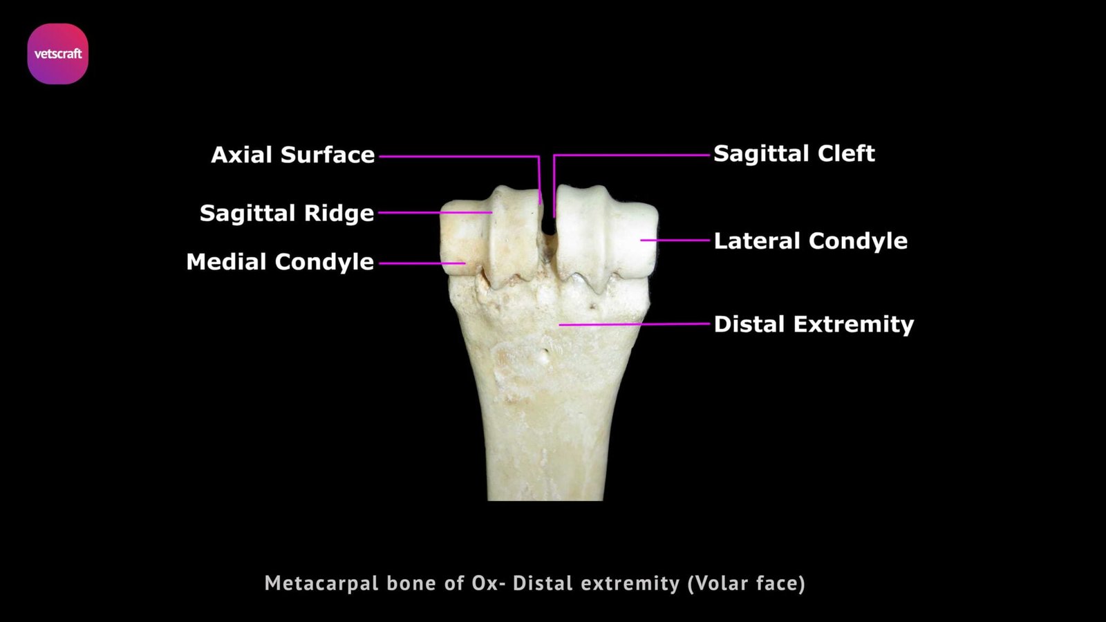 Metacarpal Bones of Ox, Horse, Dog, Fowl, Rabbit, Sheep & Goat
