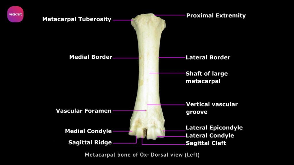 Metacarpal Bones of Ox, Horse, Dog, Fowl, Rabbit, Sheep & Goat