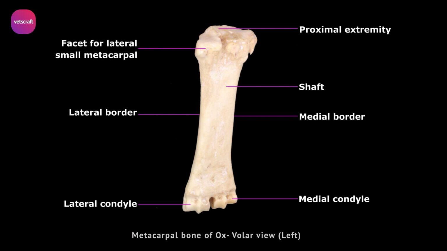 Metacarpal Bones of Ox, Horse, Dog, Fowl, Rabbit, Sheep & Goat