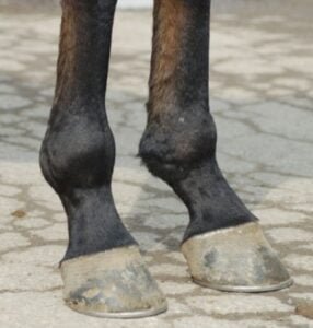 Osselets in horses - Traumatic Arthritis of the Fetlock Joint