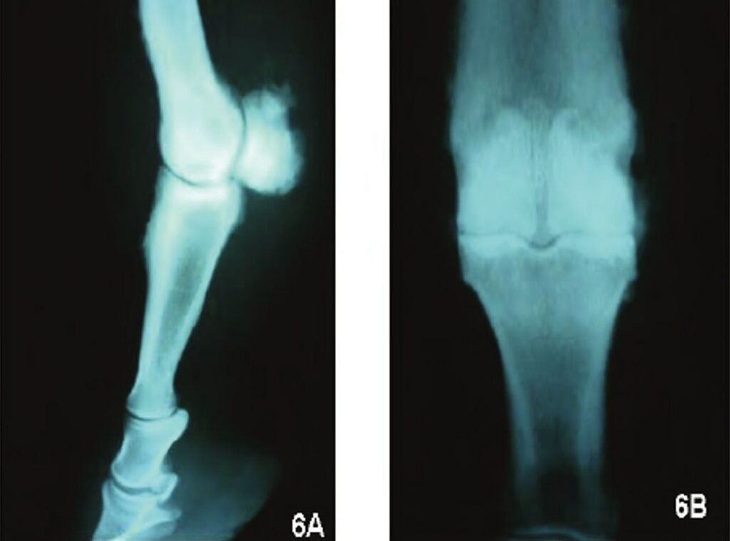Osselets in horses - Traumatic Arthritis of the Fetlock Joint