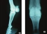 Osselets in horses - Traumatic Arthritis of the Fetlock Joint