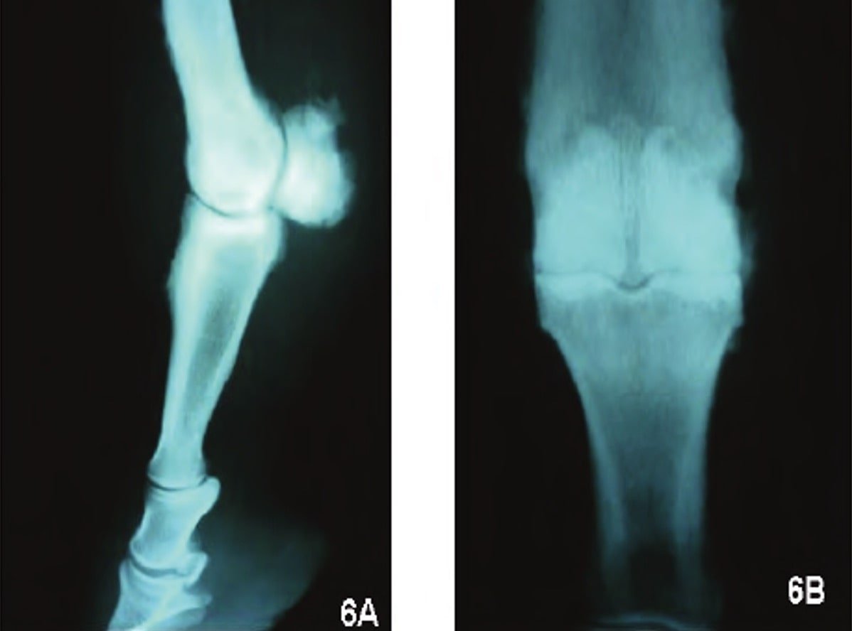 Osselets in horses - Traumatic Arthritis of the Fetlock Joint