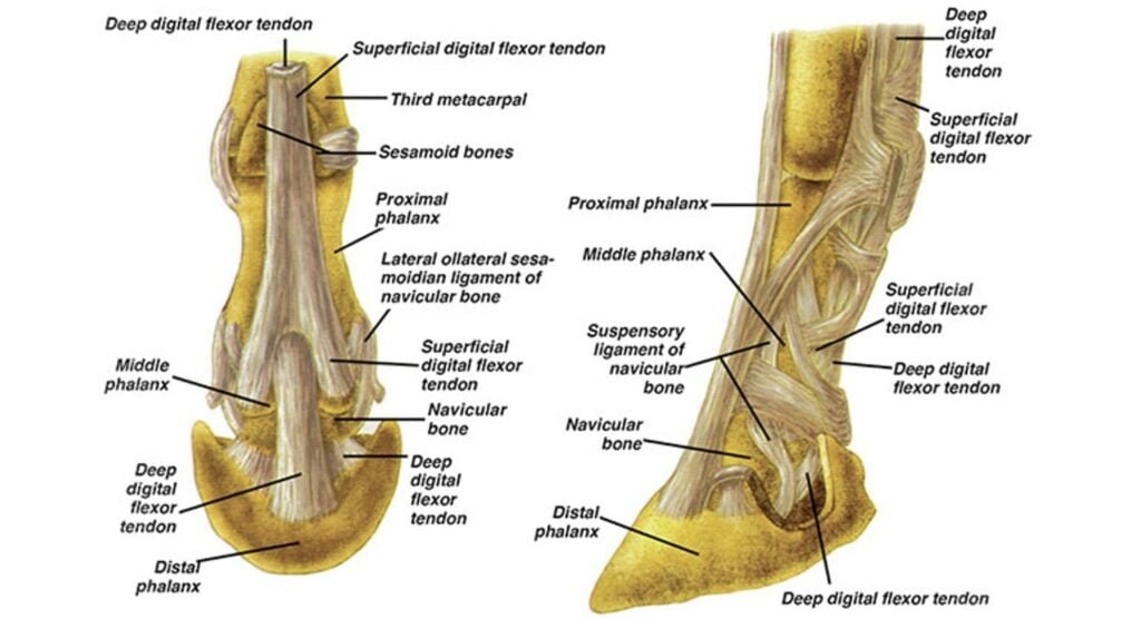 Navicular syndrome in horses - Degeneration of the navicular bone