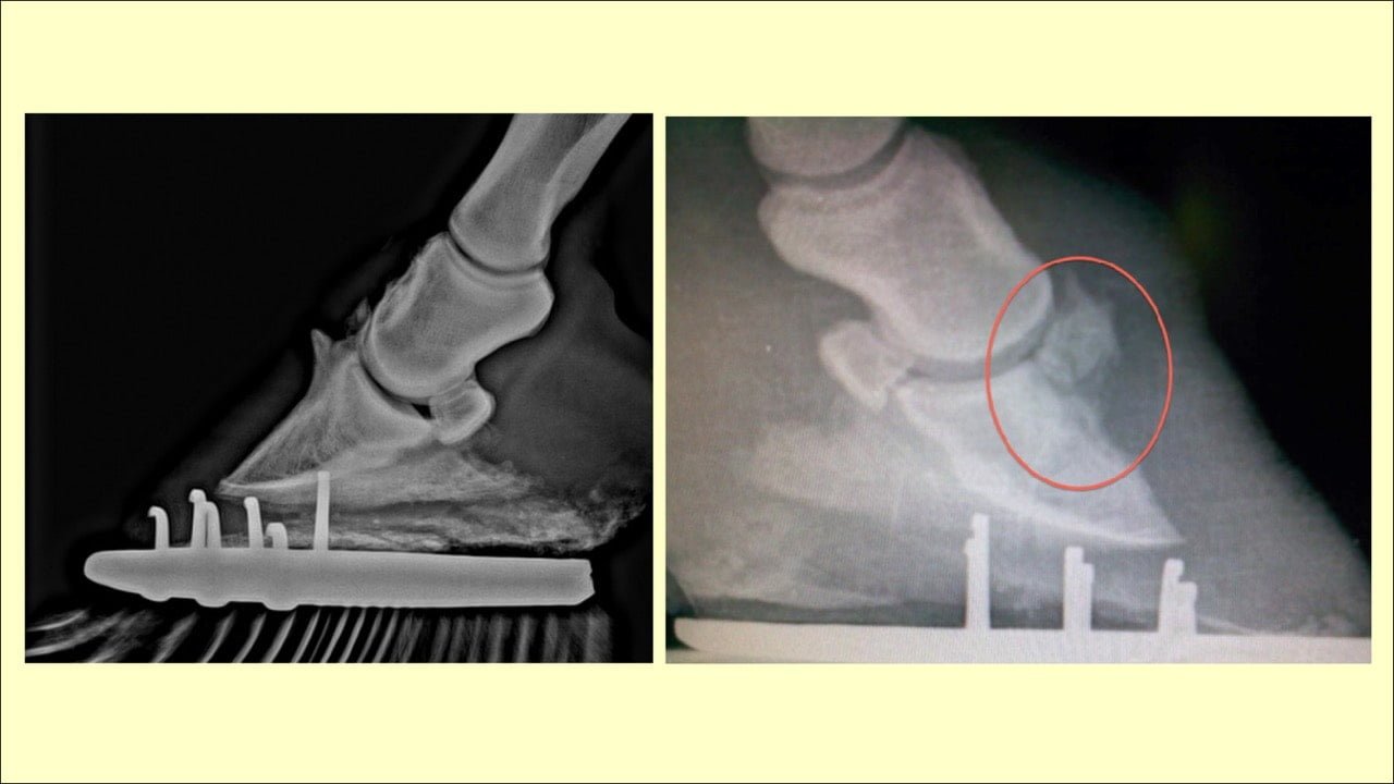 Pyramidal Disease in Horses - Extensor Process Disease of Equine