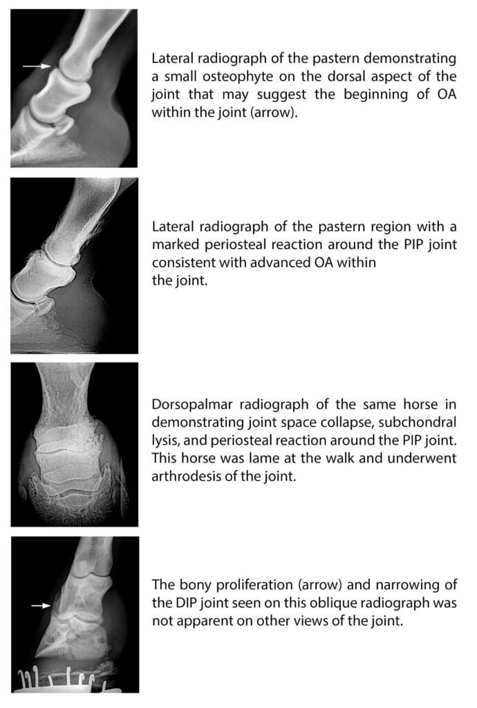 Ring bone in horses - Etiology, Clinical Sign, Diagnosis & Treatment