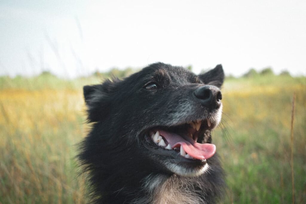 vetscraft