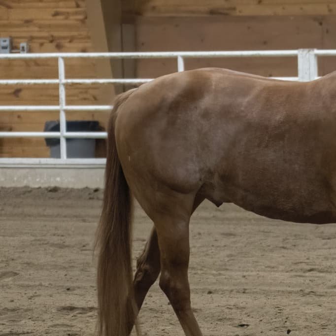 Rupture of the Ligament of Head of Femur | round ligament rupture