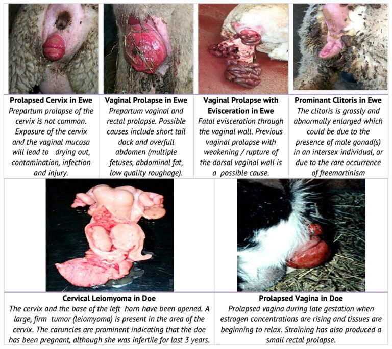 Reproductive Abnormalities in Sheep and Goats (Ewes and Does)
