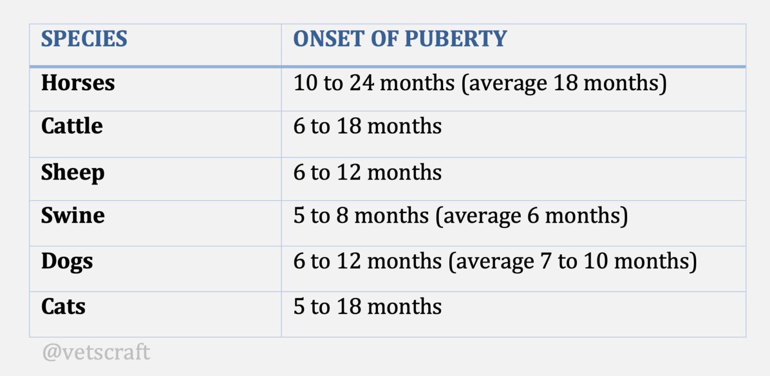 Puberty in Female Animals | Mechanism and Factors of Puberty