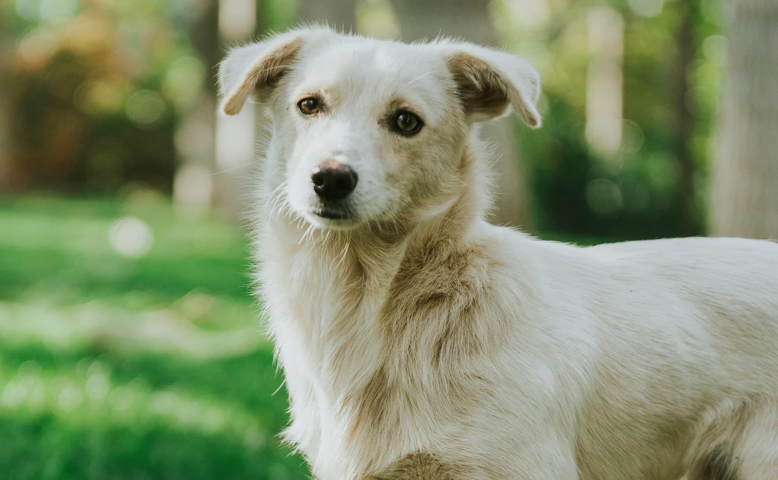 Anaplasmosis (Gall Sickness) | Rickettsial Diseases of Animals