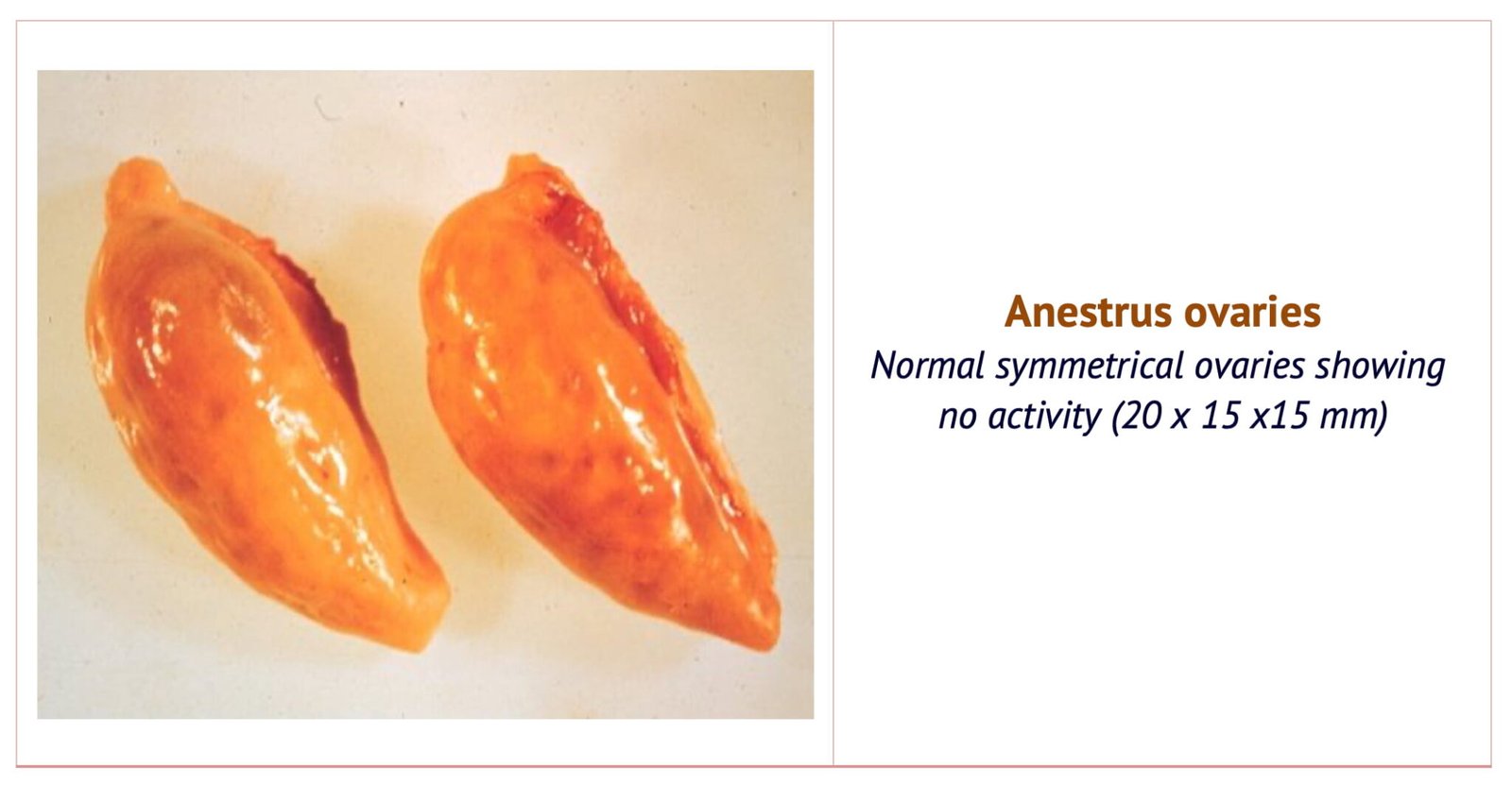 Hormonal Causes of Infertility in Animals