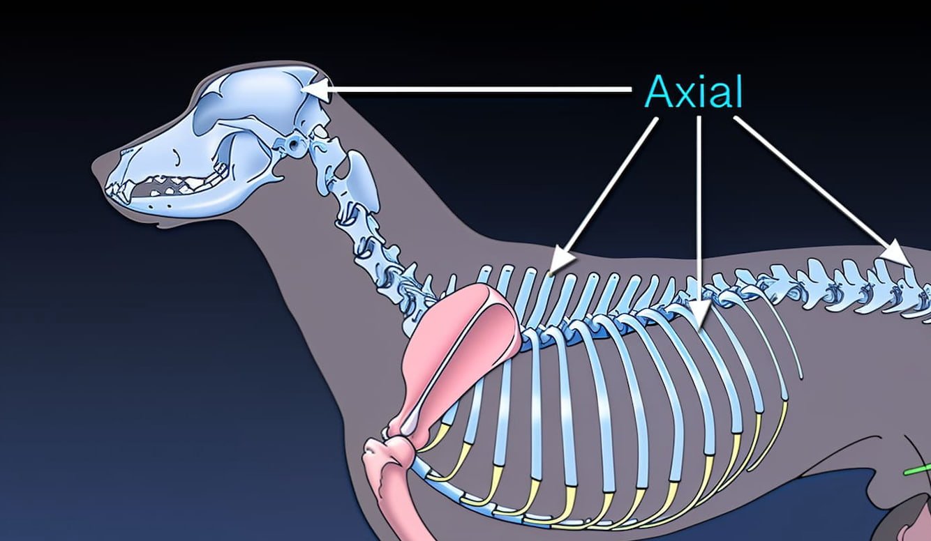 Axial Skeleton of Domestic Animals | Osteology