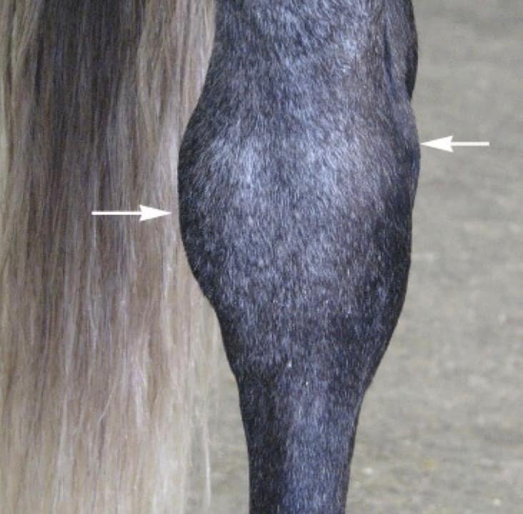 Bog Spavin or idiopathic Synovitis or Tarsocrural Effusion