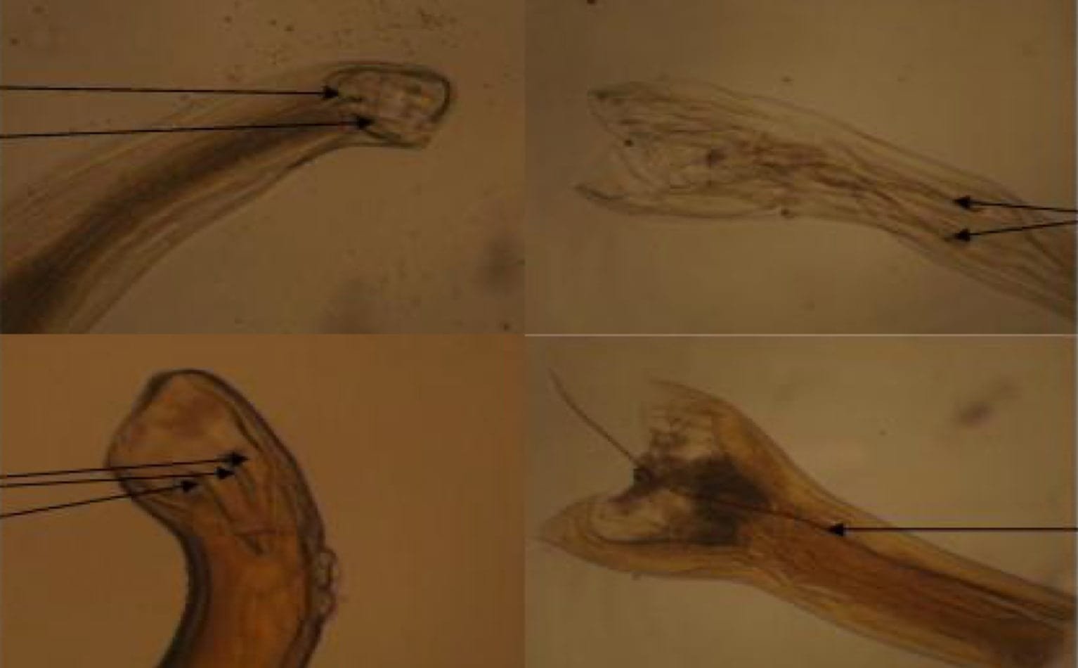 Bunostomiasis or Bunostomiosis in Animals | Parasitic Disease