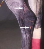 Physiological functions of Cerebral cortex | Veterinary Physiology