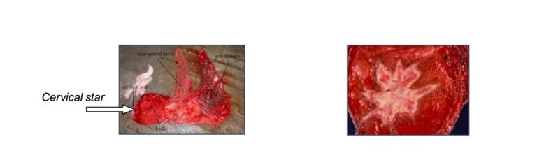 Amniotic Plaques, Hippomanes and Cervical Star in Horse (Mare)