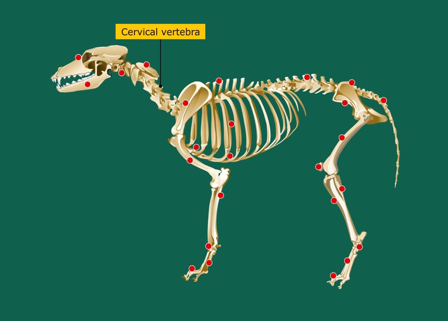 Cervical Vertebrae in Domestic Animals | C1-C7