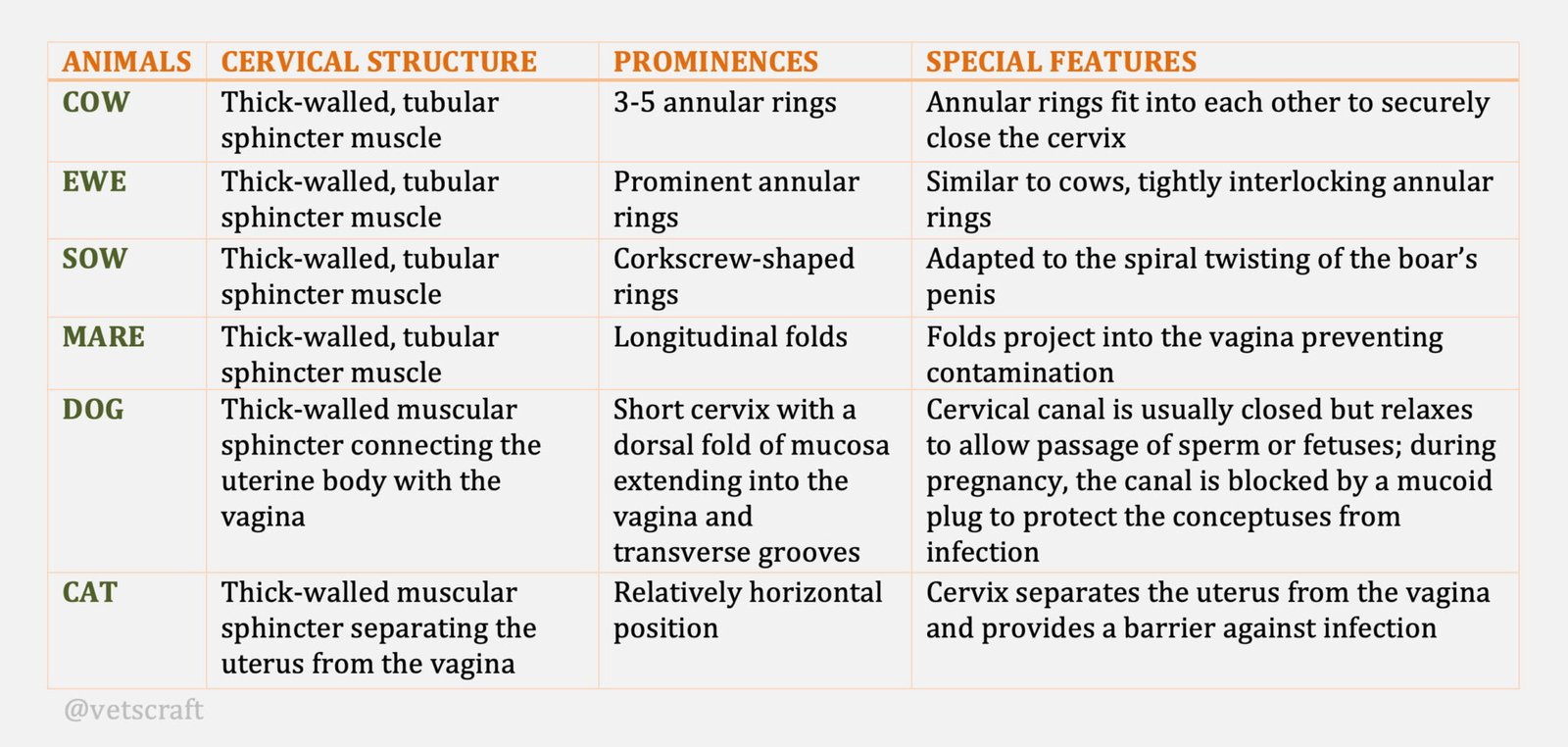 Cervix of Animals | Histology, Functions and Reproduction Role
