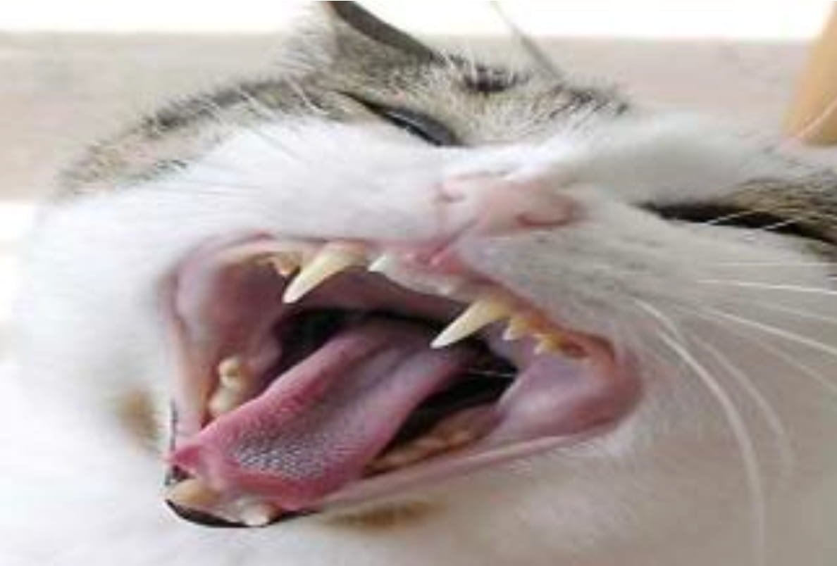 Choosing a Cat | Veterinarian's Advice for Right Cat for a Owner