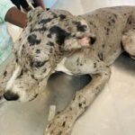 Enteritis in Animals | Inflammation of the Intestinal Mucosa