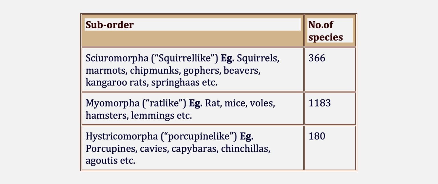 Rodentia | Largest Order of Mammals | Zoo and Wild Animals