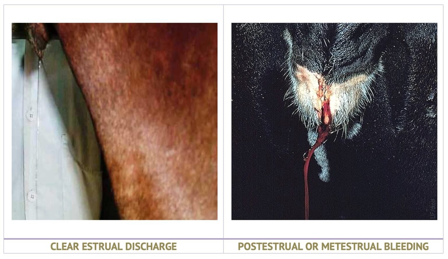 Oestrus Cycle in Animals | Types of Ovulators and Stages of Cycle