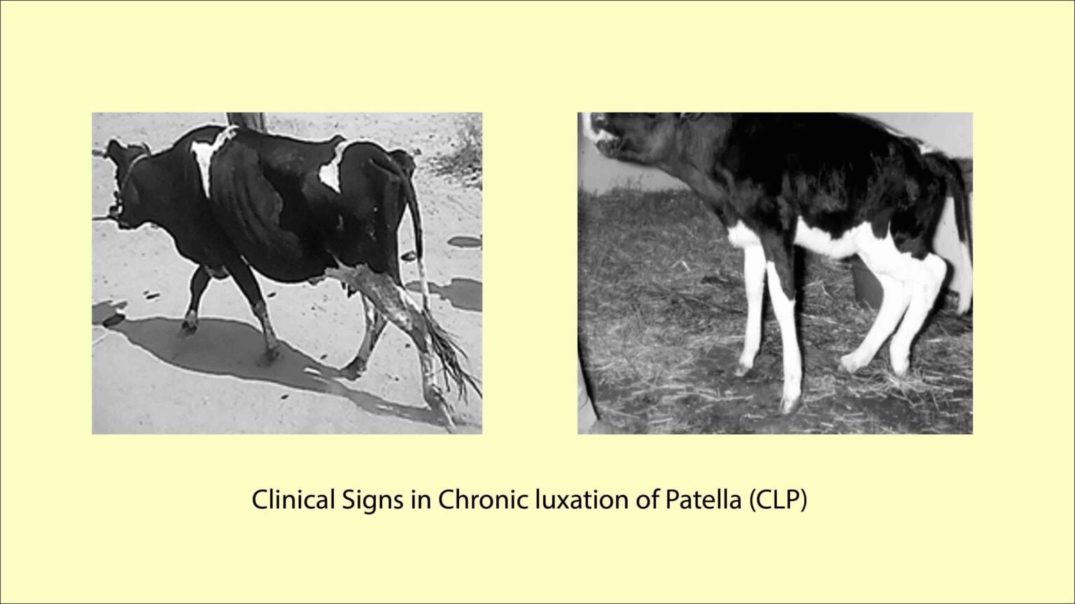 Chronic Luxation of Patella in Cattle - Successful Treatment