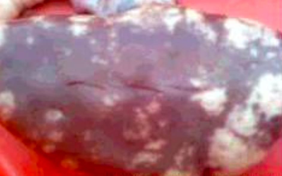 Classical Swine Fever (Hog Cholera) | Veterinary Medicine Notes